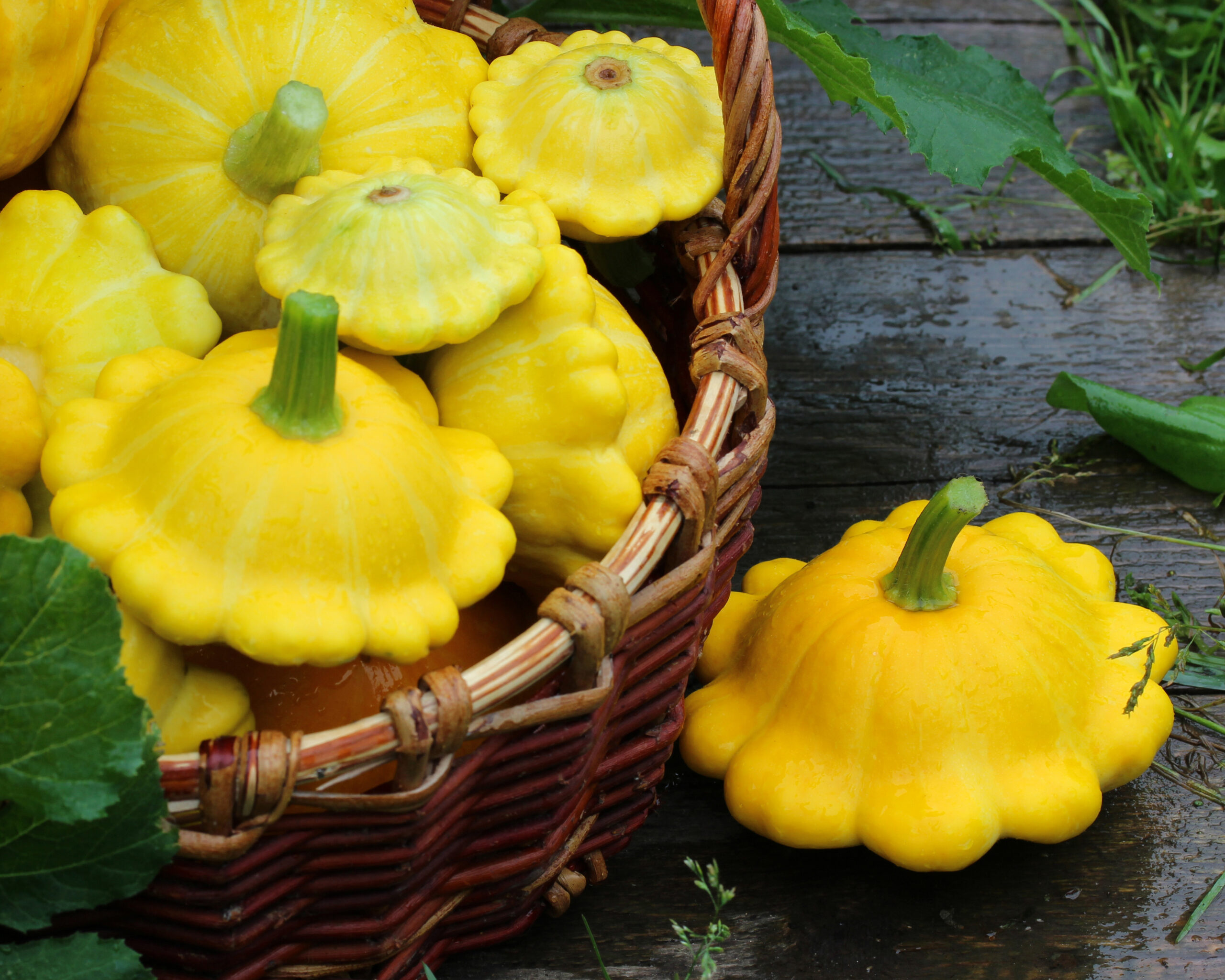 Squash - Early Yellow Bush Scallop Patty Pan - Premier Seeds Direct