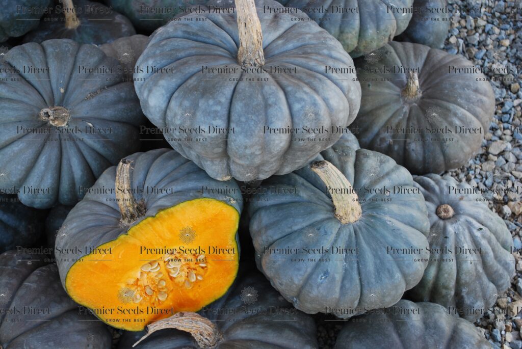 Squash - Queensland Blue - Premier Seeds Direct