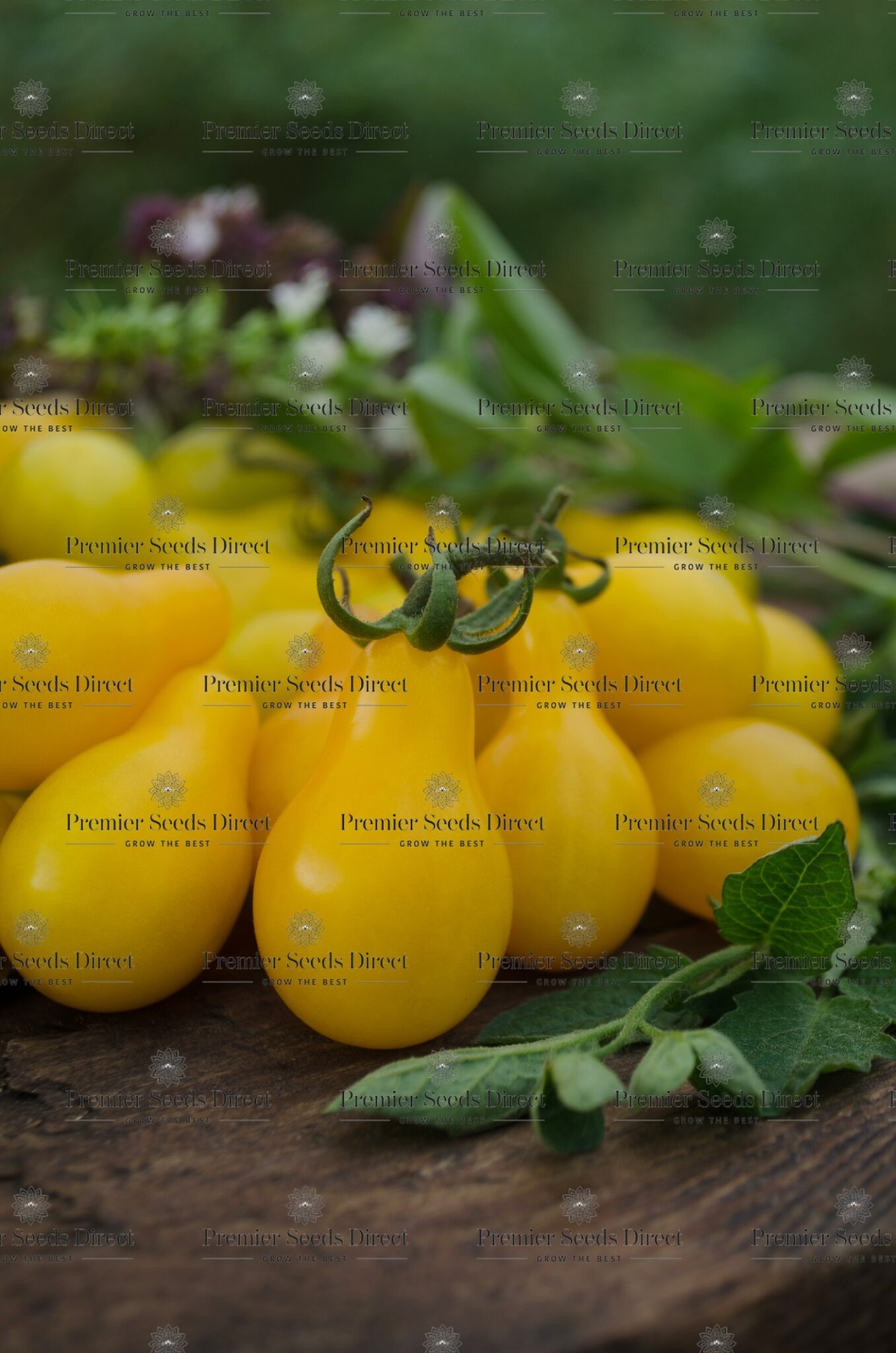 Tomato - Yellow Pear / Cherry Bell - Premier Seeds Direct
