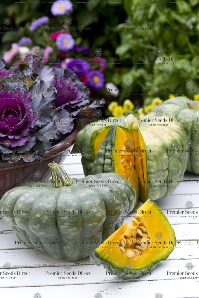 Squash - Queensland Blue - Premier Seeds Direct