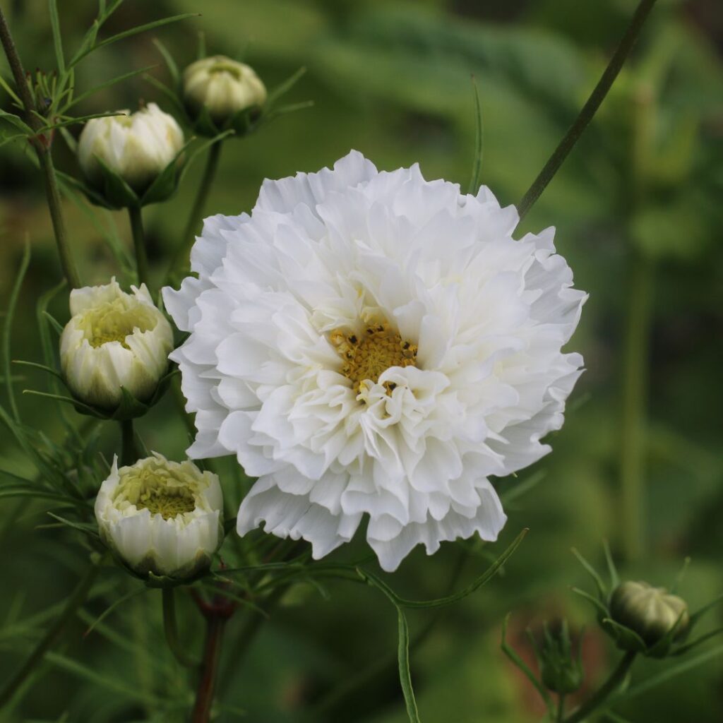 Flower Seeds - Large Selection