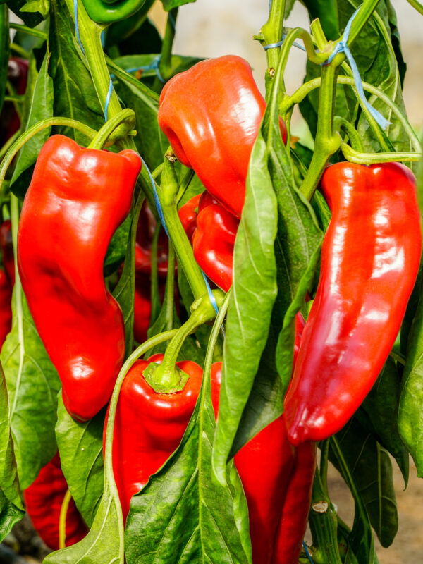 Organic Sweet Pepper - Marconi RED - Premier Seeds Direct