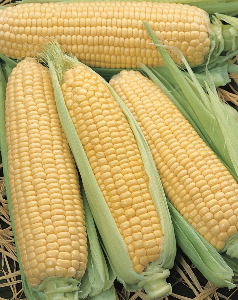 Sweetcorn - Elan F1 (Sweet Corn) - Premier Seeds Direct