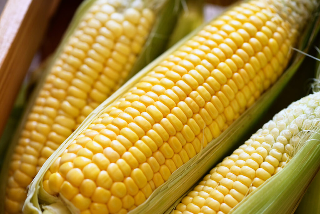 Sweetcorn – Goldcrest F1 TREATED SEEDS (Sweet Corn) - Premier Seeds Direct