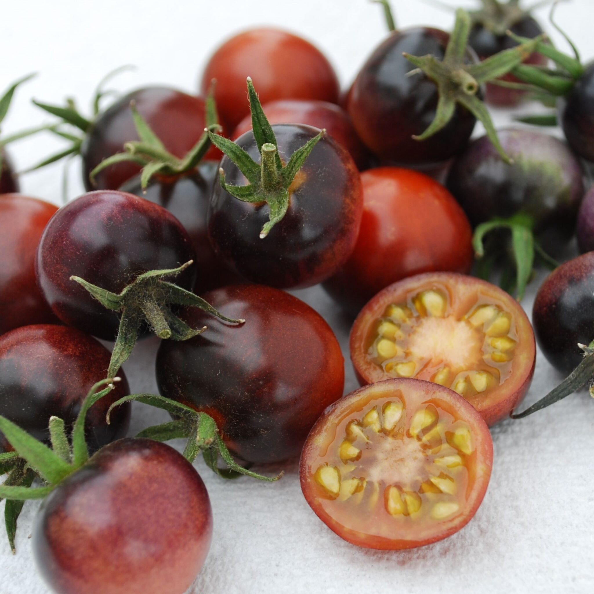 Tomato Seeds - Premier Seeds Direct