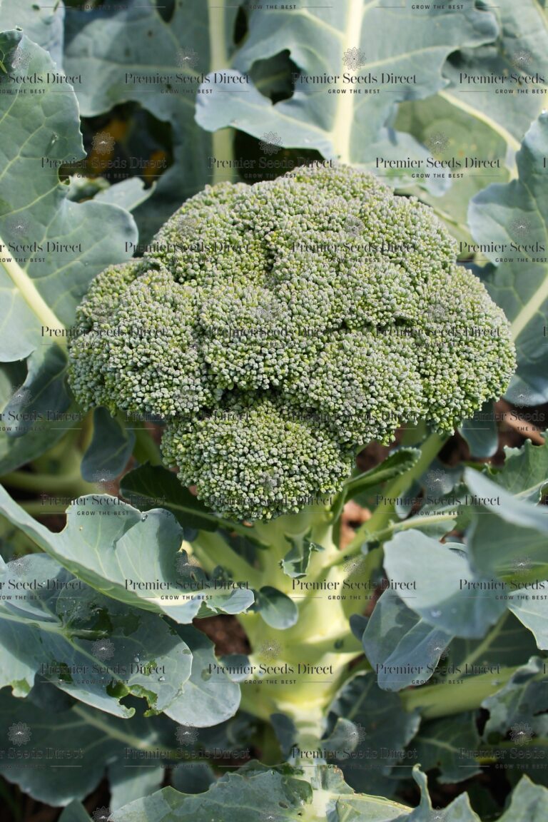 Broccoli Calabrese Green Sprouting - Premier Seeds Direct