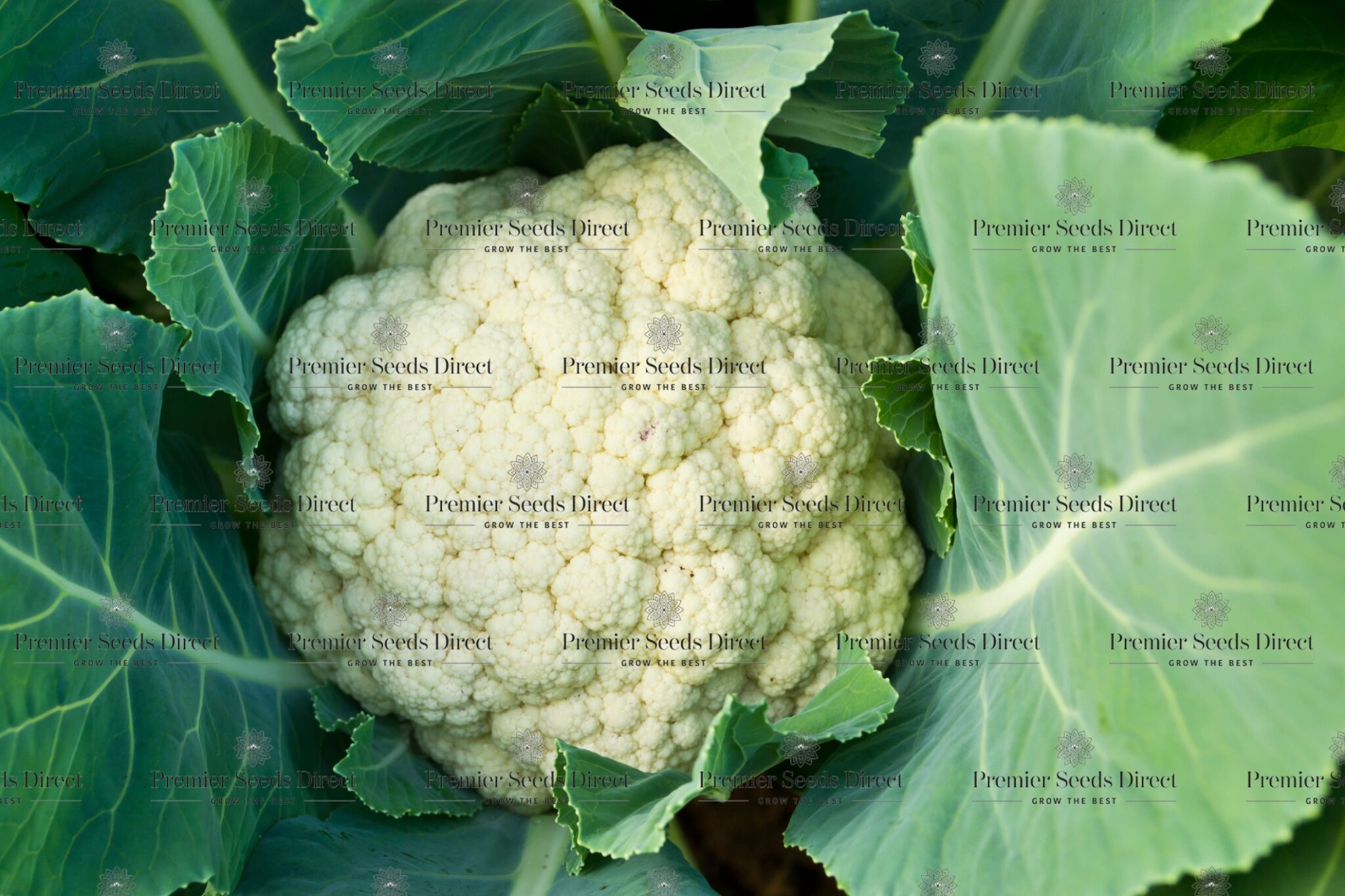 Organic Cauliflower Snowcrown - Premier Seeds Direct