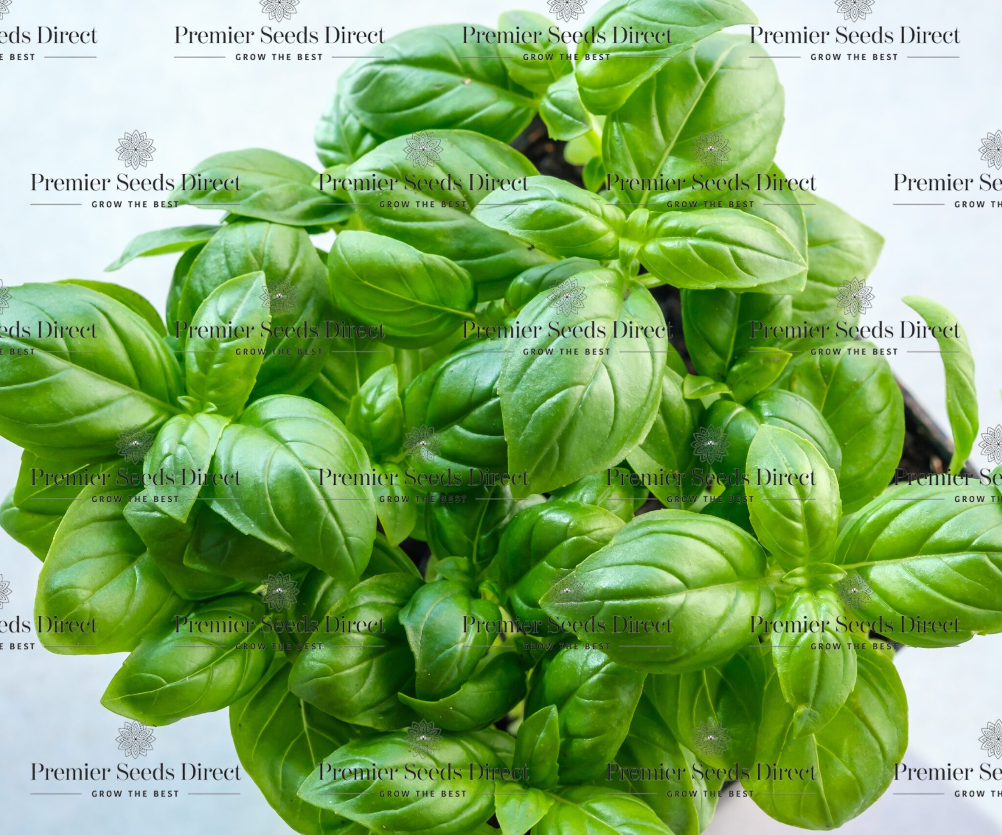 Herb Basil - Genovese - Premier Seeds Direct