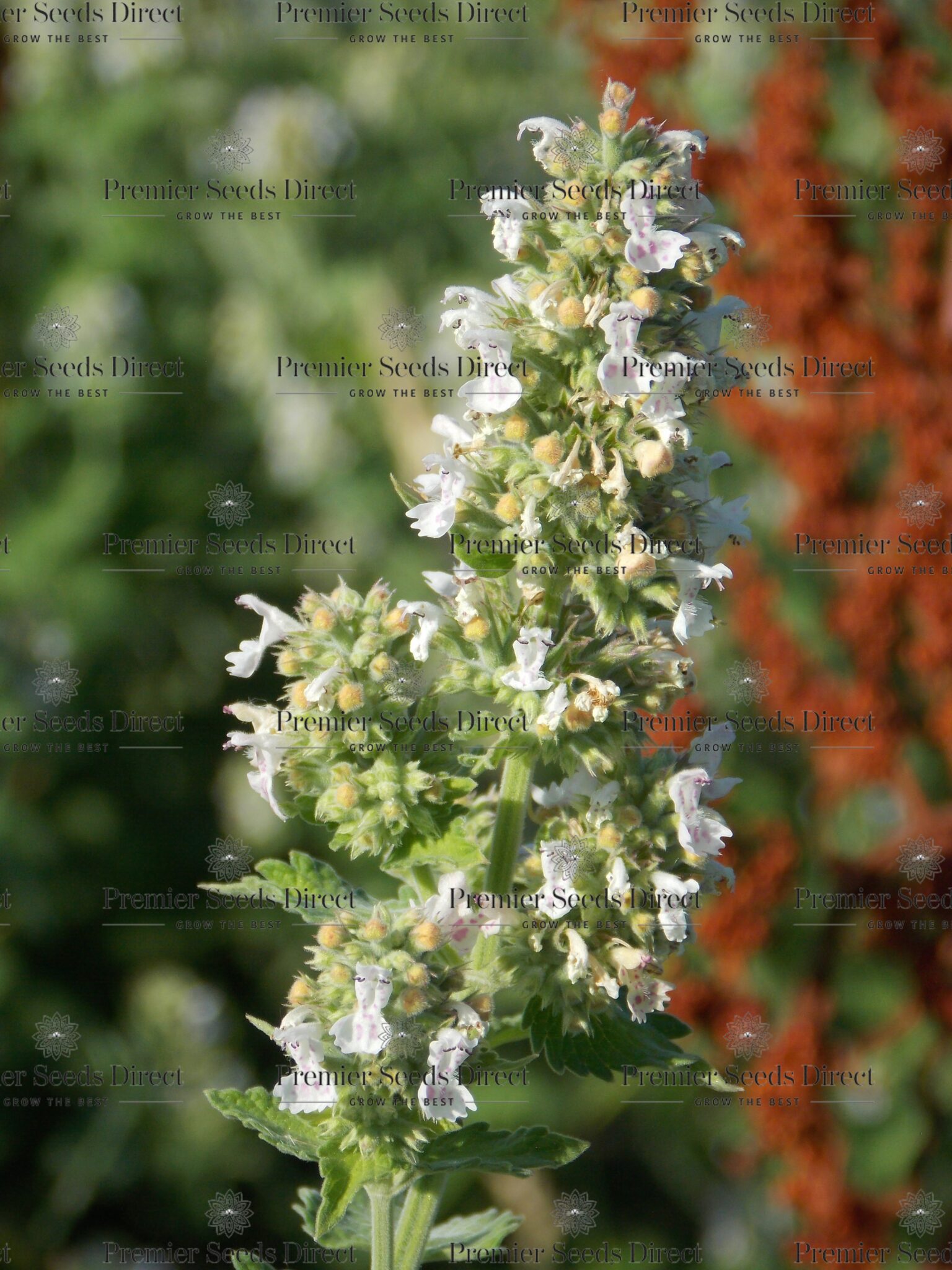 CATNIP- CATMINT ( WHITE) | Herb | Premier Seeds Direct ltd