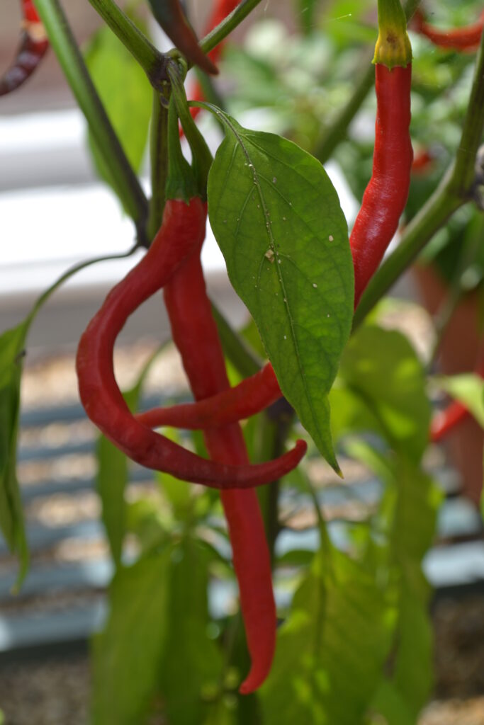 Hot Chilli Pepper - Cayenne Long Slim Organic - Premier Seeds Direct