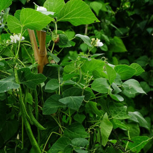 Runner Bean - Moonlight - Premier Seeds Direct