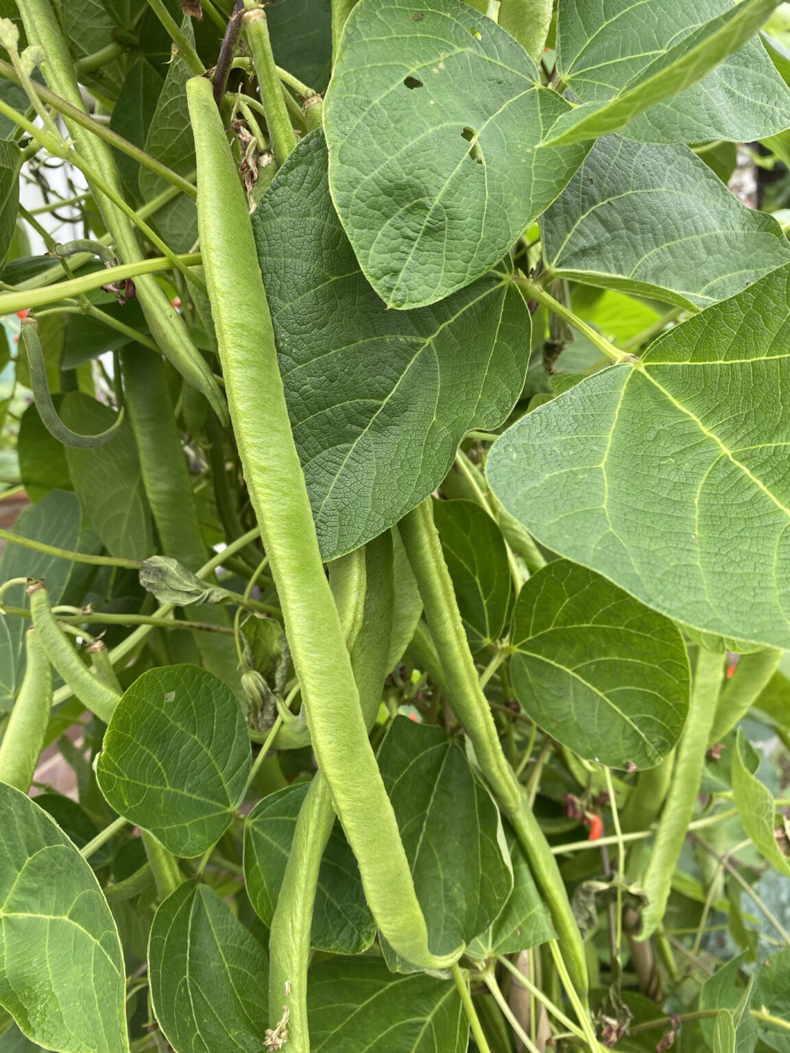Runner Bean Moonlight - Premier Seeds Direct