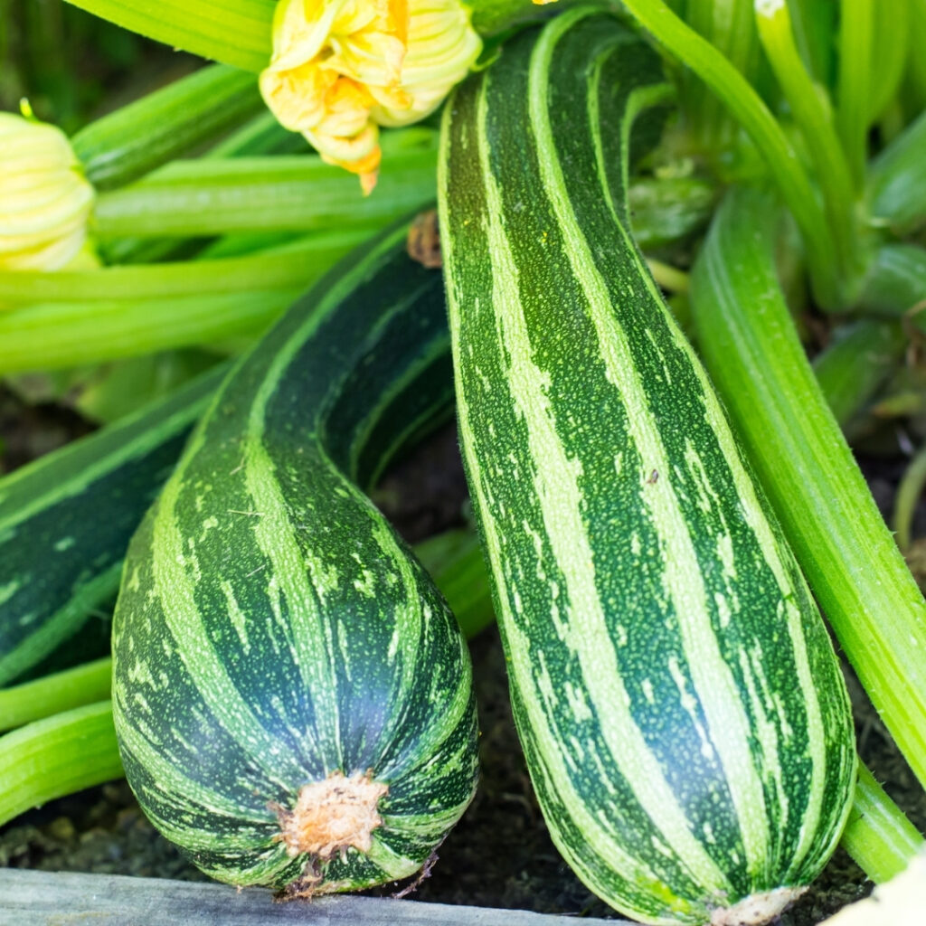 Courgette Seeds - Premier Seeds Direct