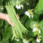 Runner Bean - Moonlight - Premier Seeds Direct