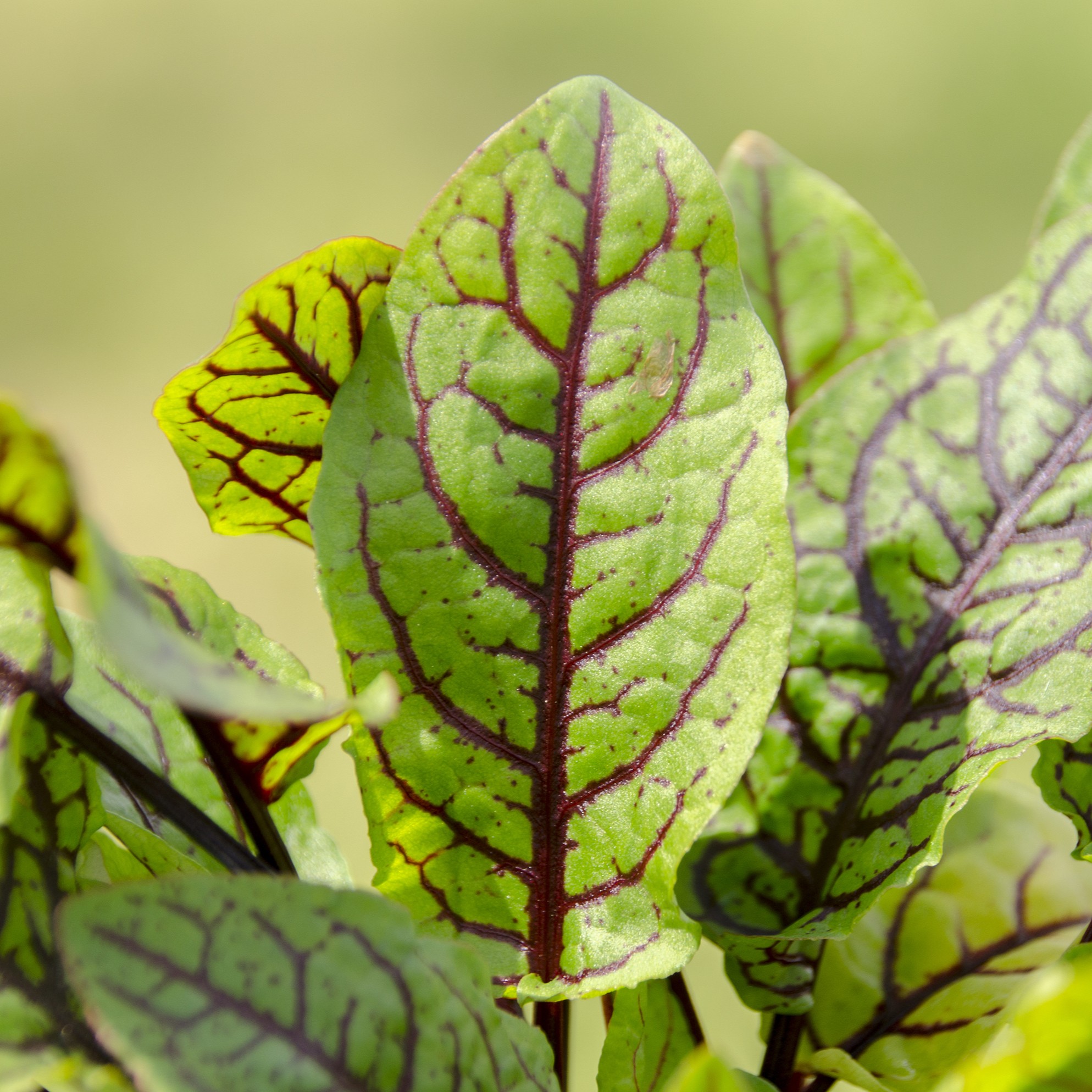 Herb - Sorrel Red Veined - Premier Seeds Direct