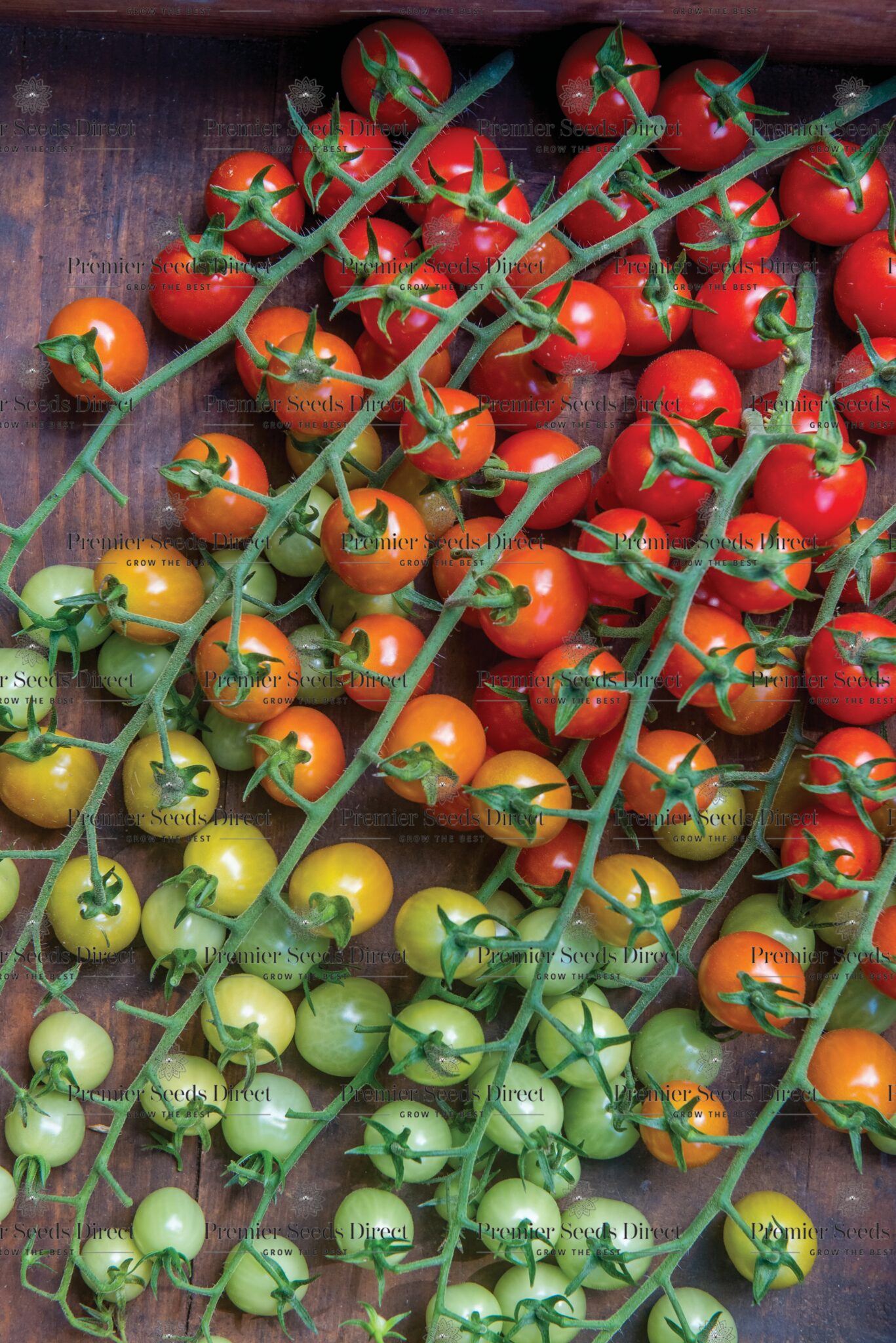 Tomato - Cherry Baby F1 - Premier Seeds Direct