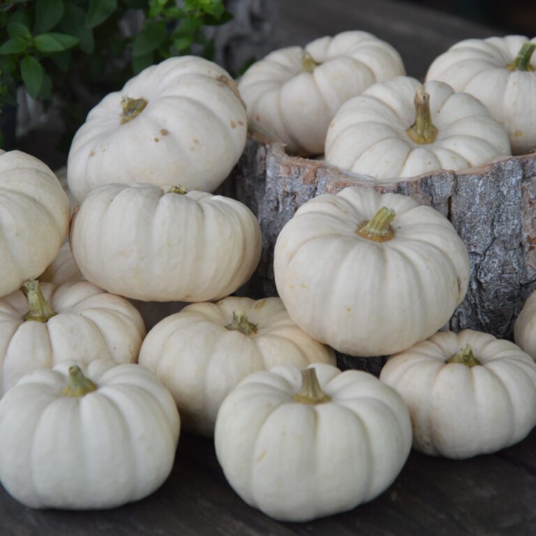 Pumpkin - White Baby Boo - Premier Seeds Direct