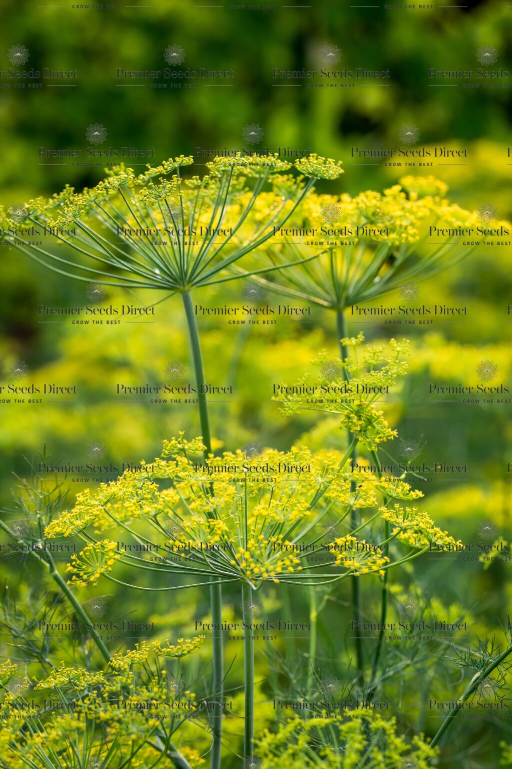 HERB DILL BOUQUET ANETHUM GRAVEOLENS | Herbs | Premier Seeds Direct ltd