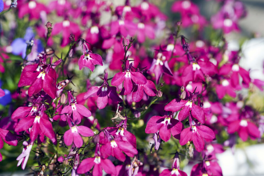 Lobelia Cascade Red - Premier Seeds Direct