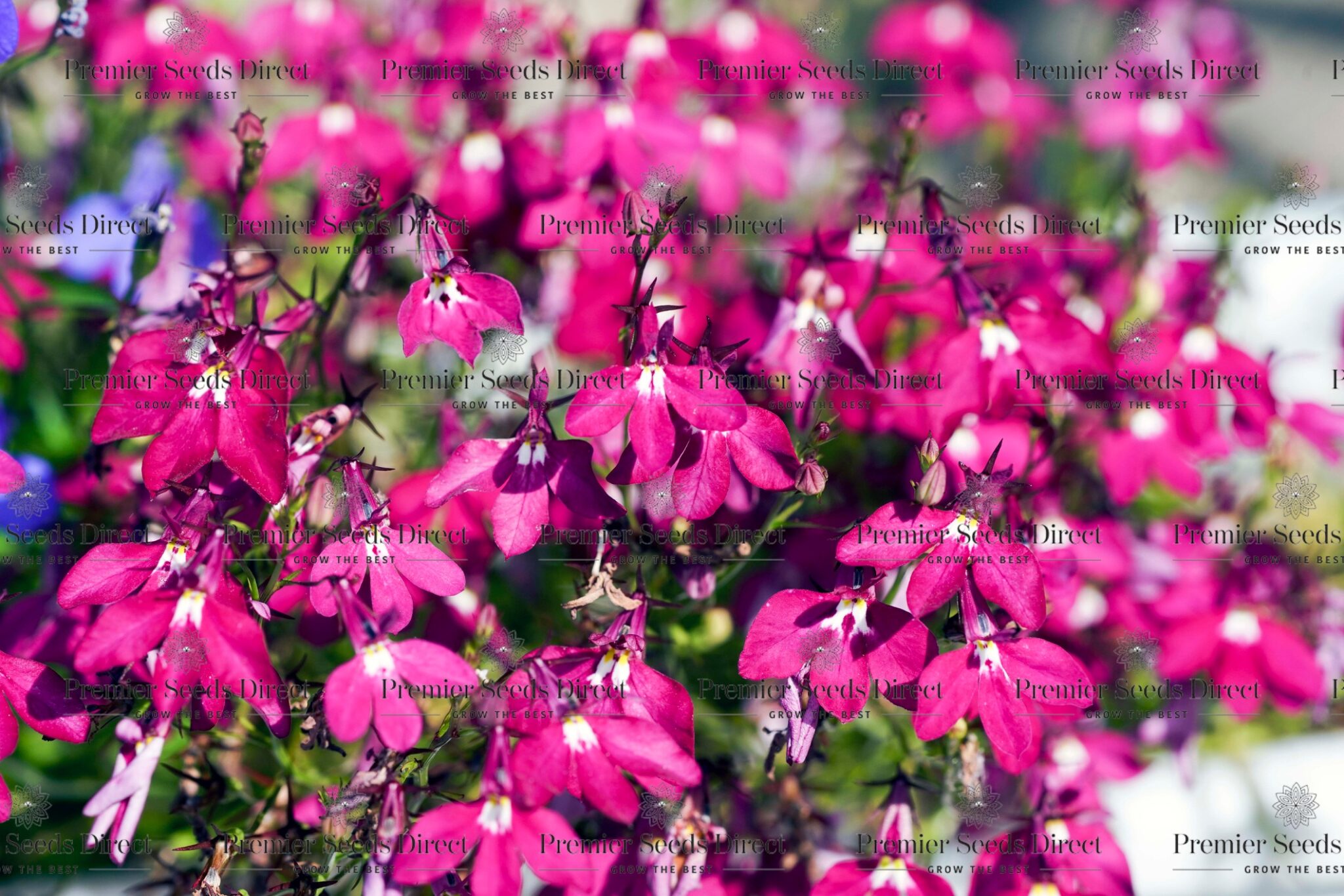 Lobelia Cascade Red - Premier Seeds Direct