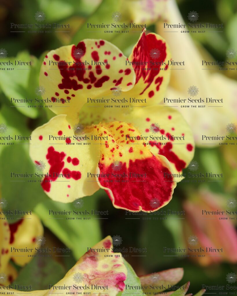 Mimulus Tigrinus - Premier Seeds Direct