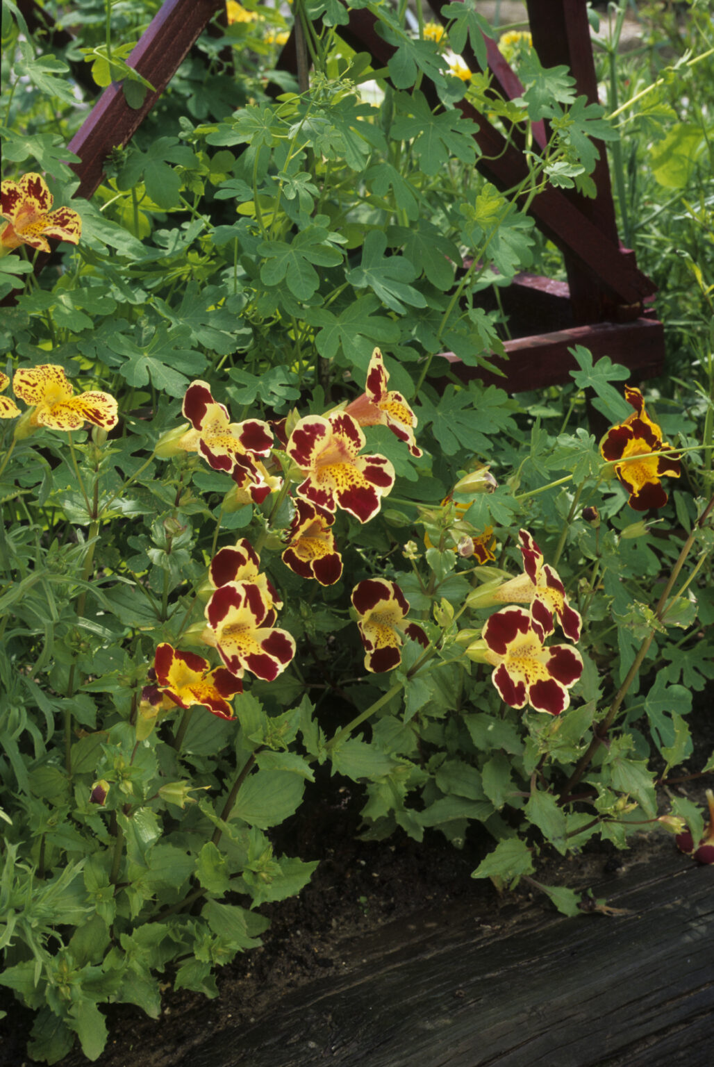 Mimulus Tigrinus - Premier Seeds Direct