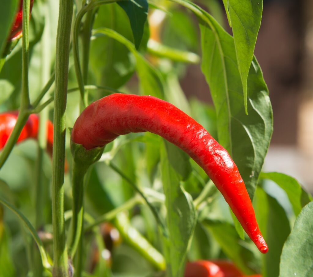 Pepper Hot- Rawit - Premier Seeds Direct
