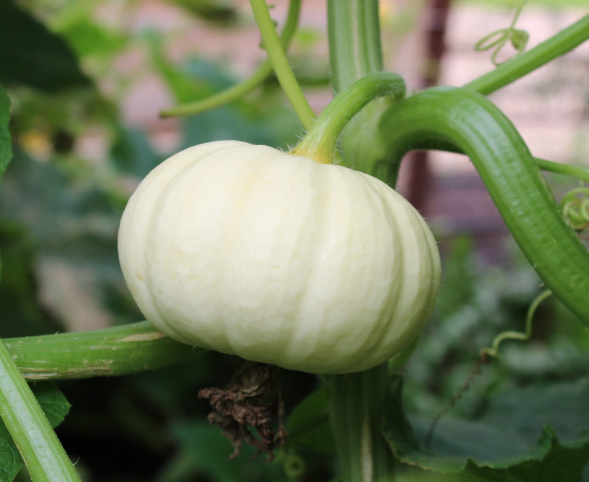 Pumpkin - White Baby Boo - Premier Seeds Direct