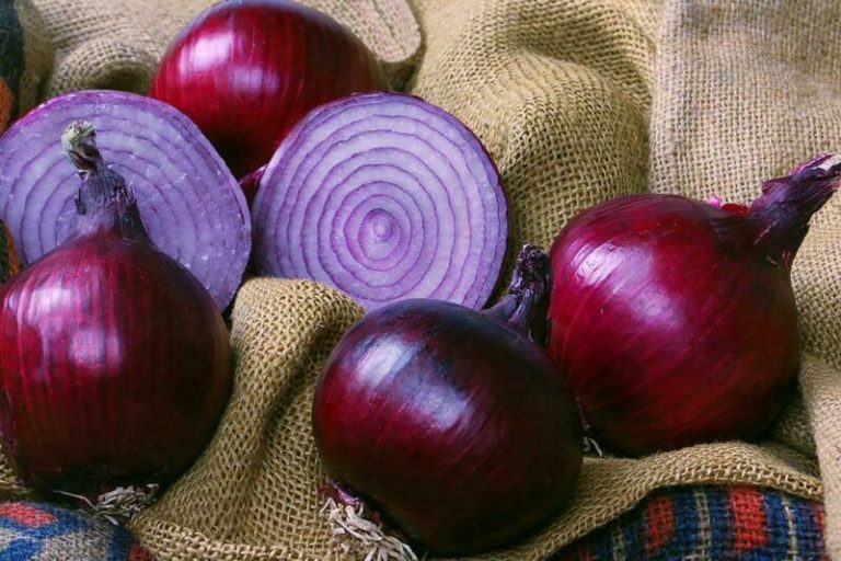 Onion - Red Creole - Premier Seeds Direct