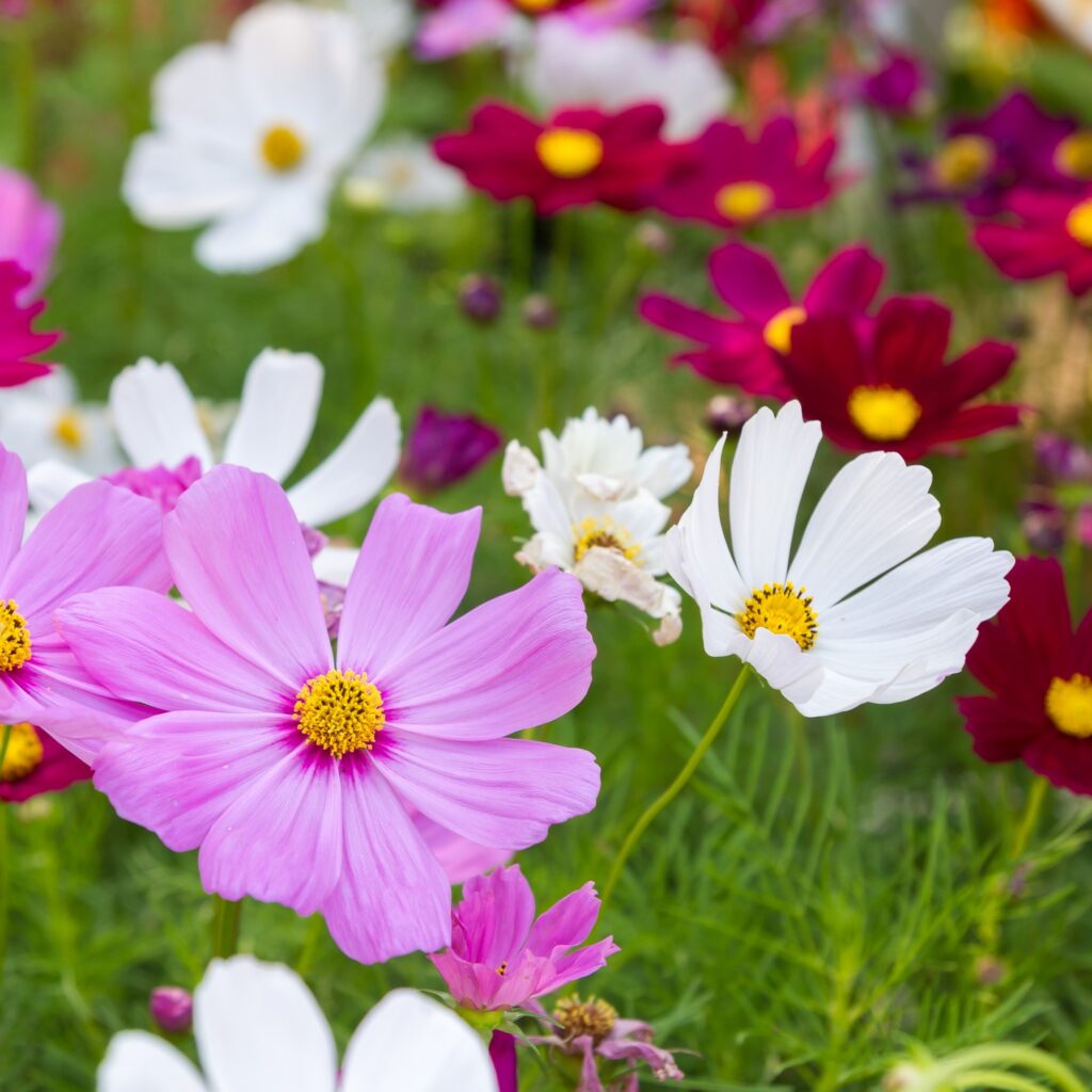 Cosmos - Bipinnatus Casanova Mix - Premier Seeds Direct