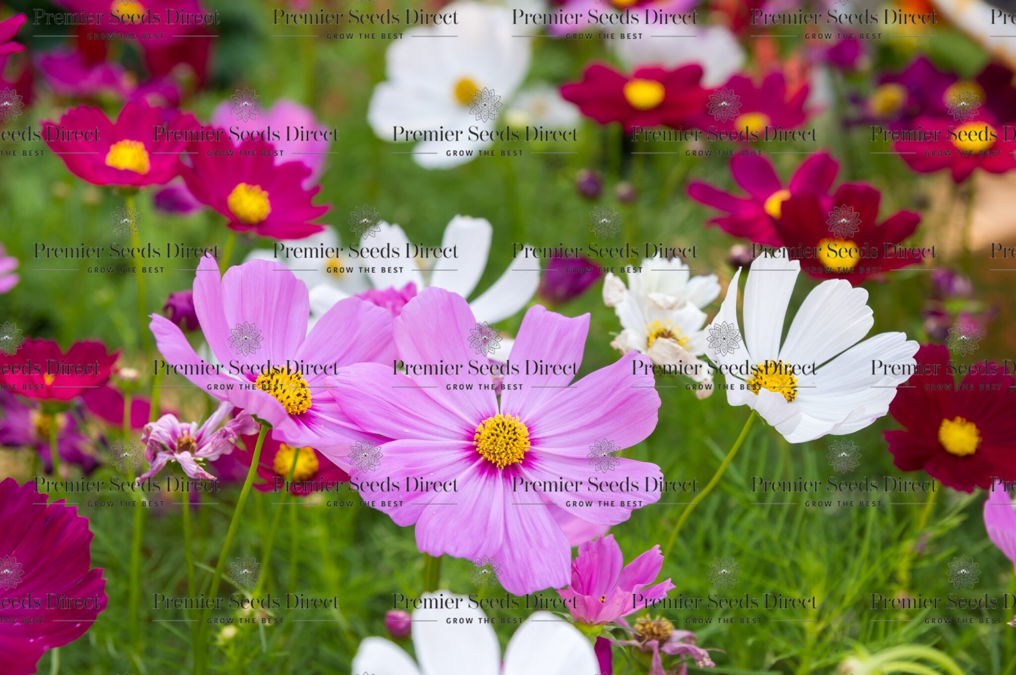 Cosmos Bipinnatus Casanova Mix - Premier Seeds Direct