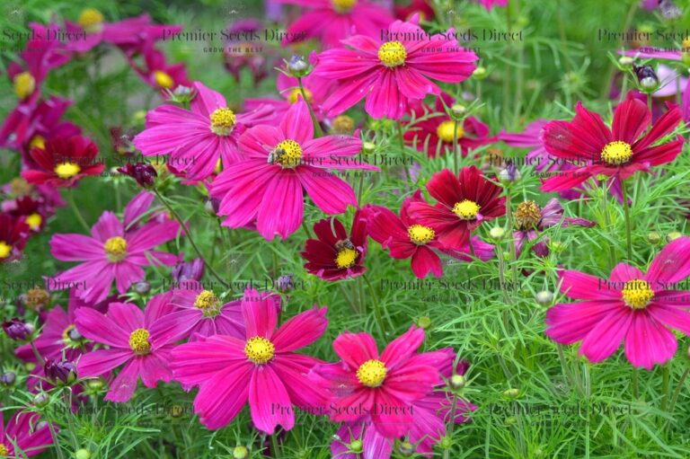 Cosmos Bipinnatus Casanova Violet - Premier Seeds Direct