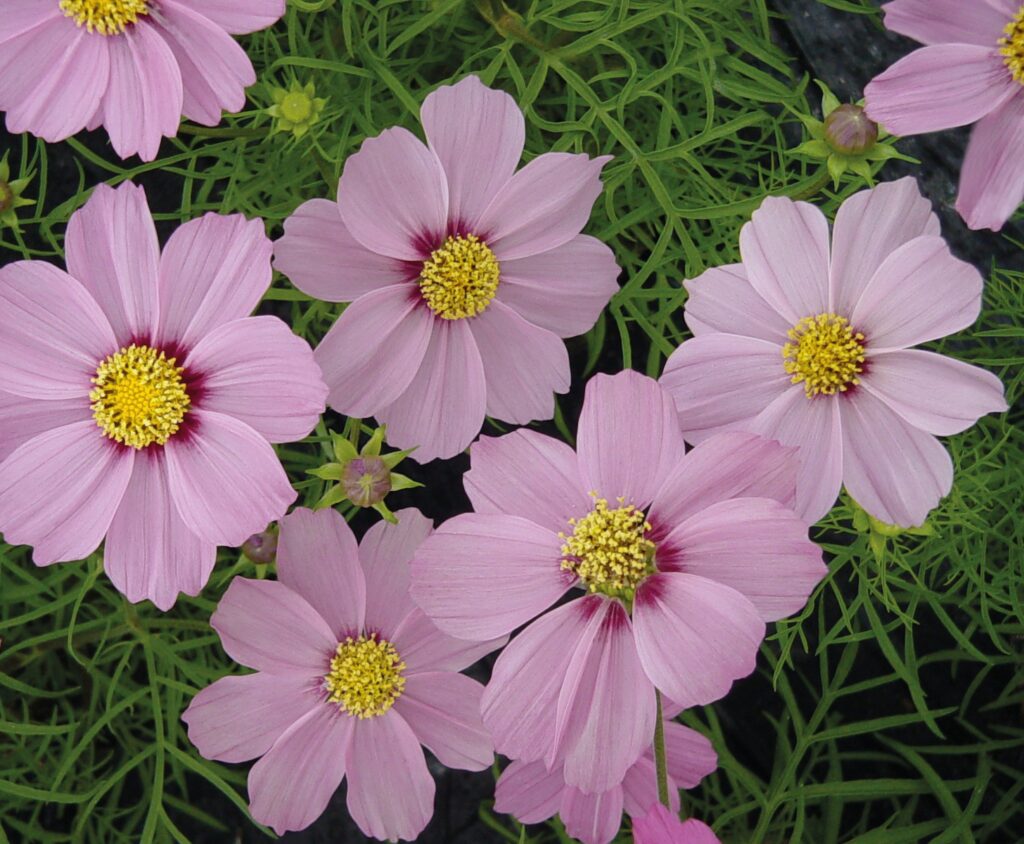 Cosmos Bipinnatus Casanova Pink - Premier Seeds Direct