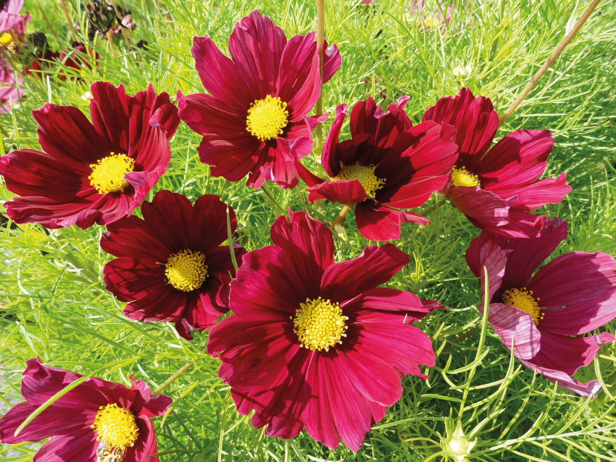 Cosmos Bipinnatus Casanova Red - Premier Seeds Direct