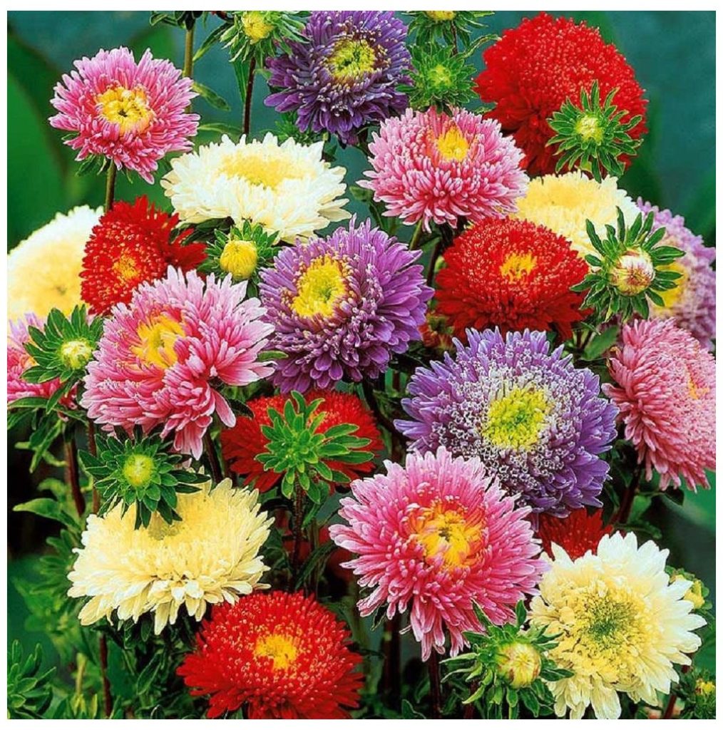Aster China - Princess Mix - Premier Seeds Direct