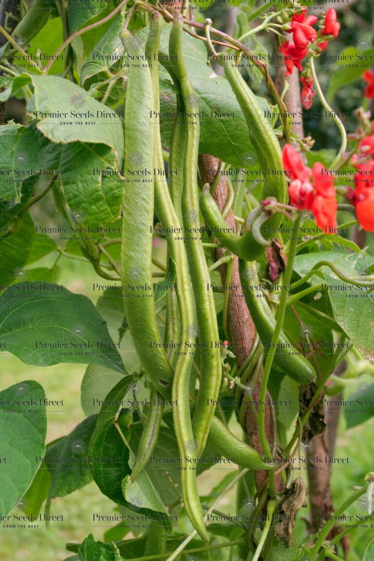 Runner Bean Armstrong - Premier Seeds Direct
