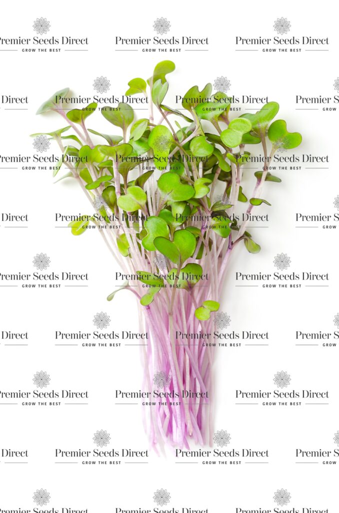 Sprouting Seeds - Red Cabbage - Premier Seeds Direct