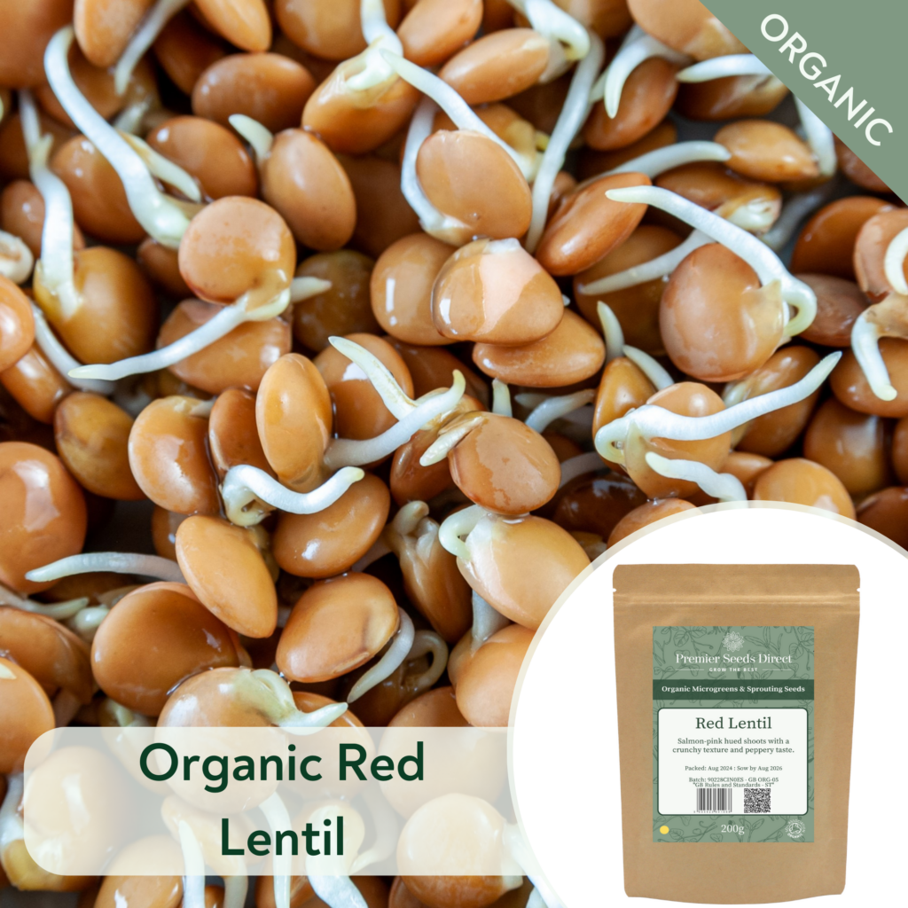 Organic Red Lentil - Microgreen/Sprouting - Premier Seeds Direct