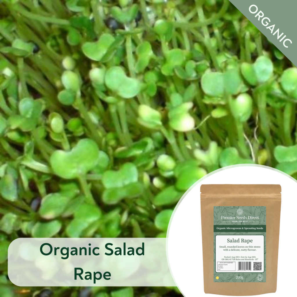 Organic Salad Rape - Microgreen/Sprouting - Premier Seeds Direct