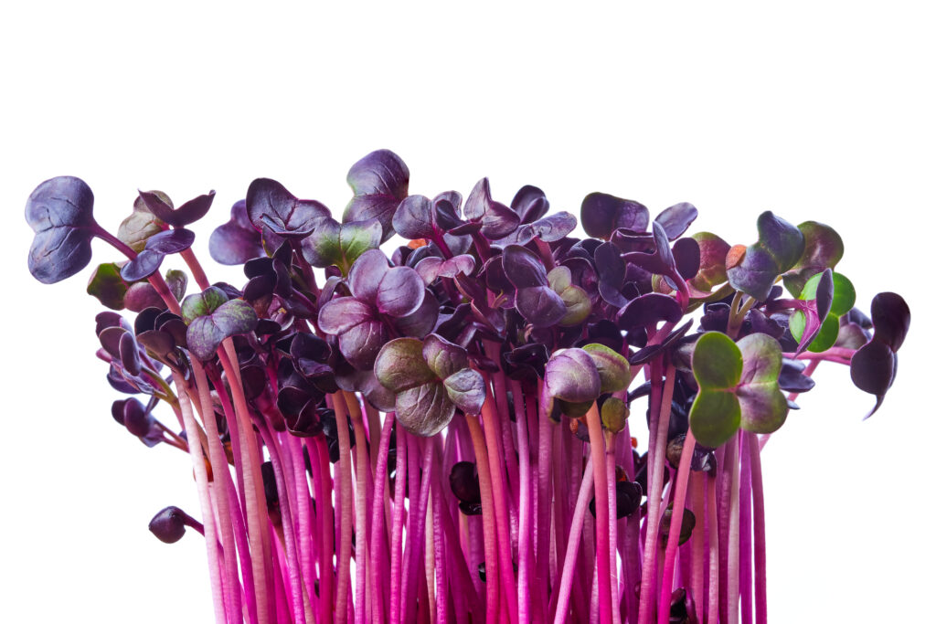 Organic Radish Rambo - Microgreen/Sprouting - Premier Seeds Direct