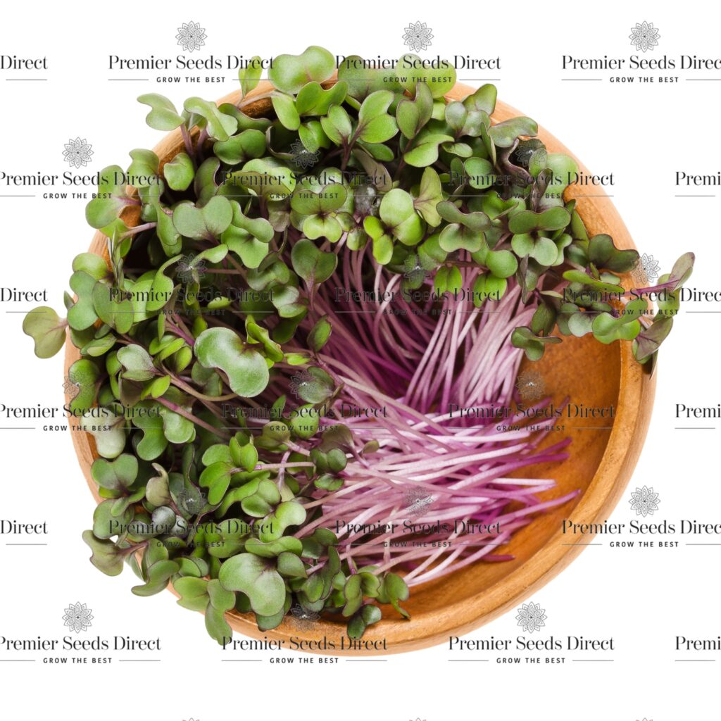 Sprouting Seeds - Red Cabbage - Premier Seeds Direct