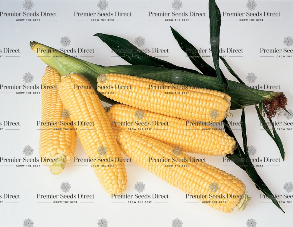 Sweetcorn Sundance F1 - Premier Seeds Direct