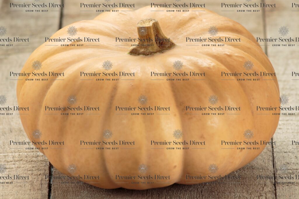Squash Autumn Crown F1 - Premier Seeds Direct