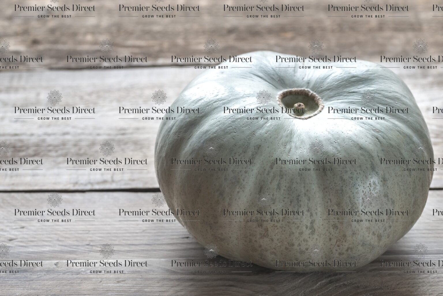 Squash Crown Prince F1 - Premier Seeds Direct