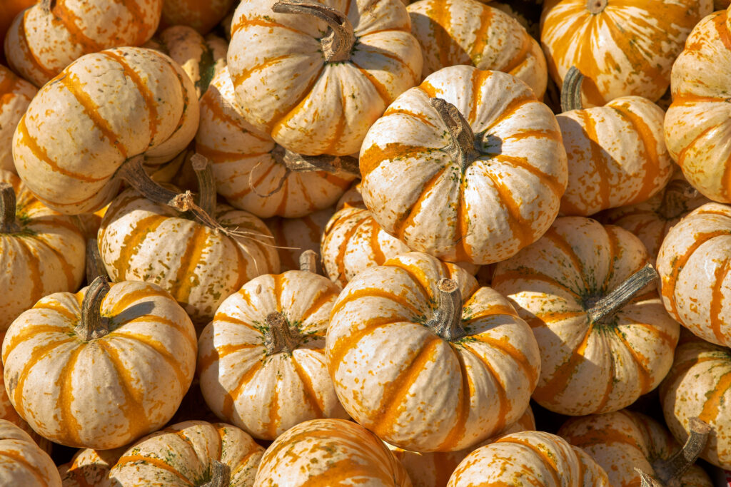 Squash Sweet Lightning F1 - Premier Seeds Direct