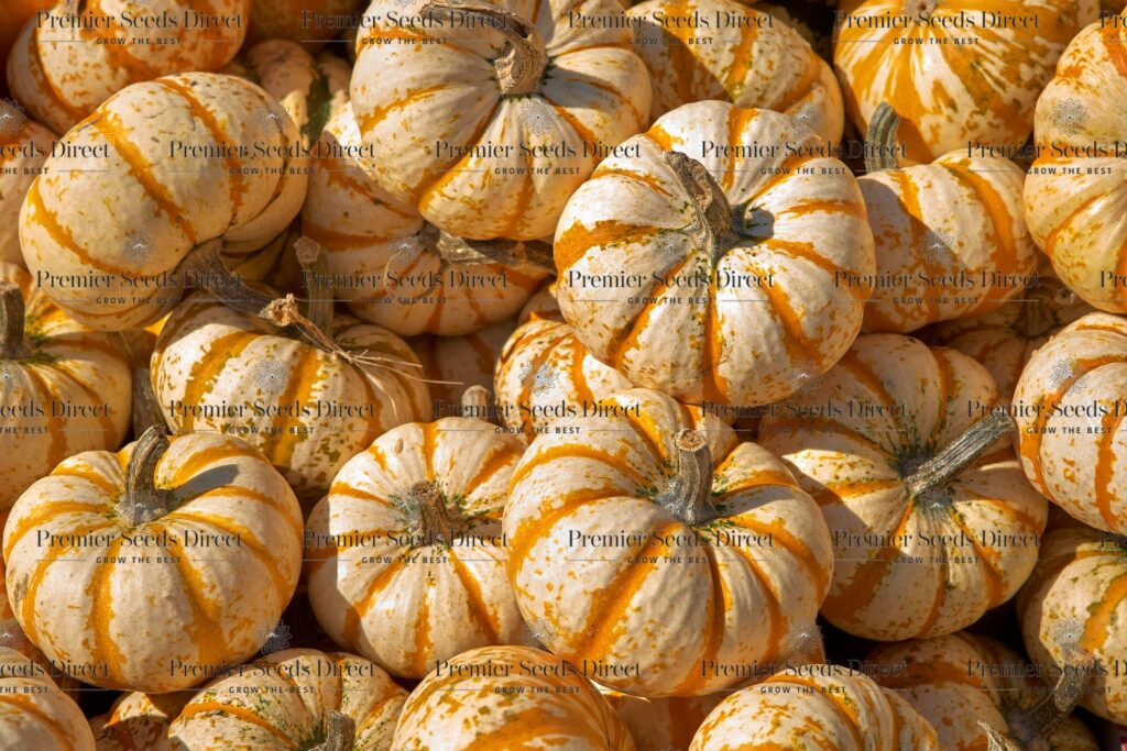 Squash Sweet Lightning F1 - Premier Seeds Direct