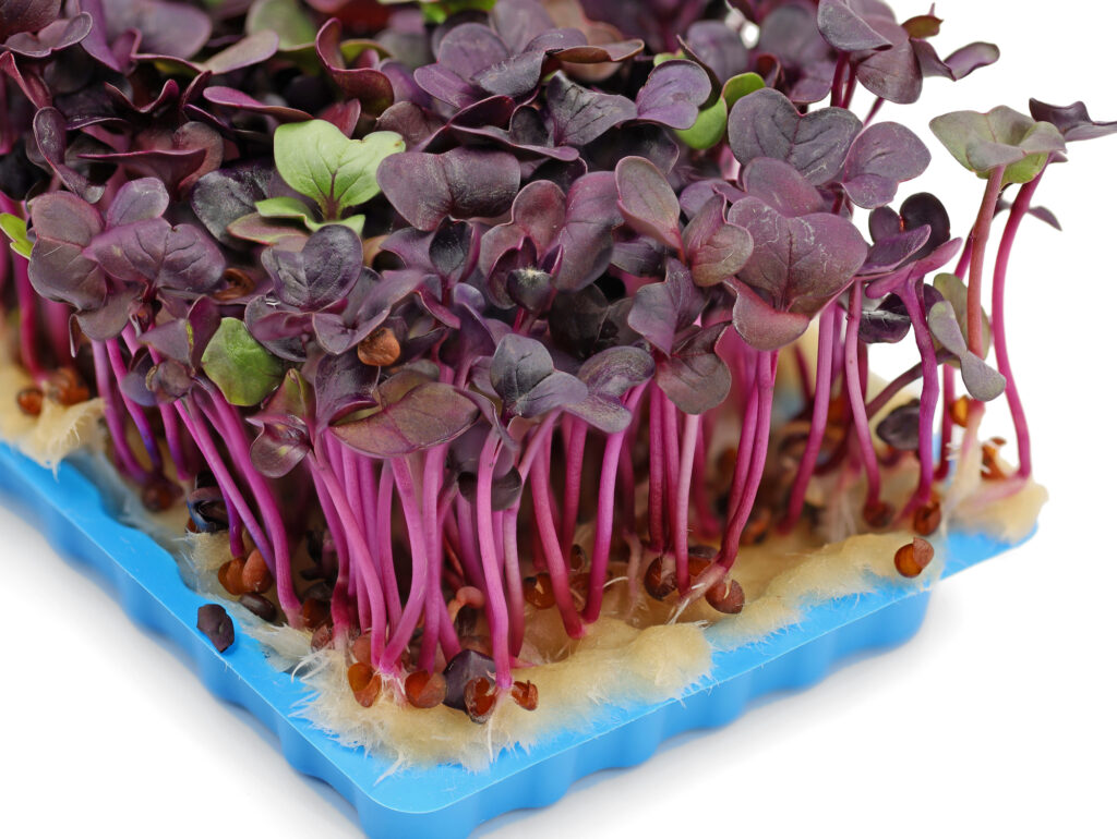 Radish Rambo - Microgreen/Sprouting - Premier Seeds Direct