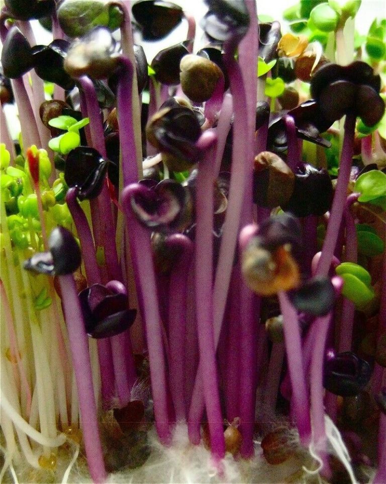 Micro Green -Radish Rambo - Premier Seeds Direct