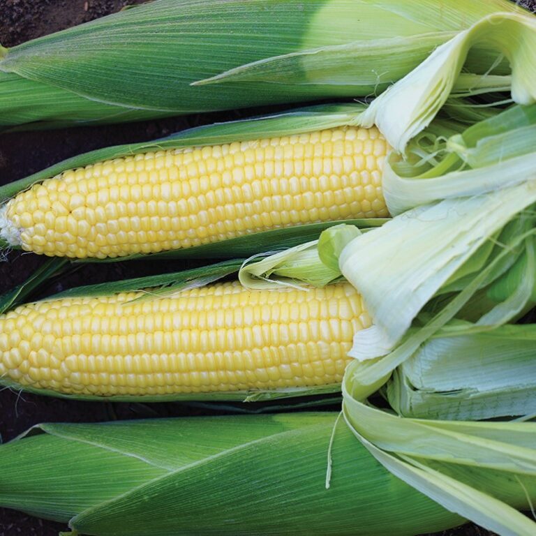 Sweetcorn Seeds - Premier Seeds Direct