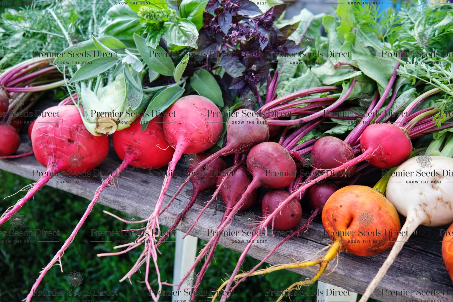 Beetroot Rainbow Mix - Premier Seeds Direct